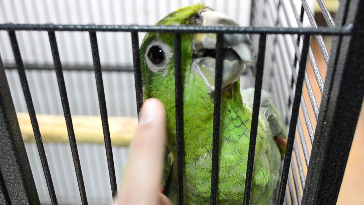 Blue fronted amazon parrot Likes to cuddle - YouTube