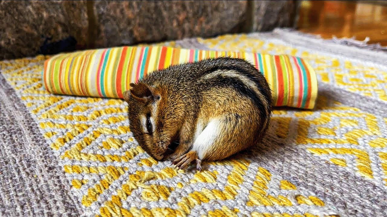 Couple finds unconscious chipmunk on their deck and quickly scoop him ...