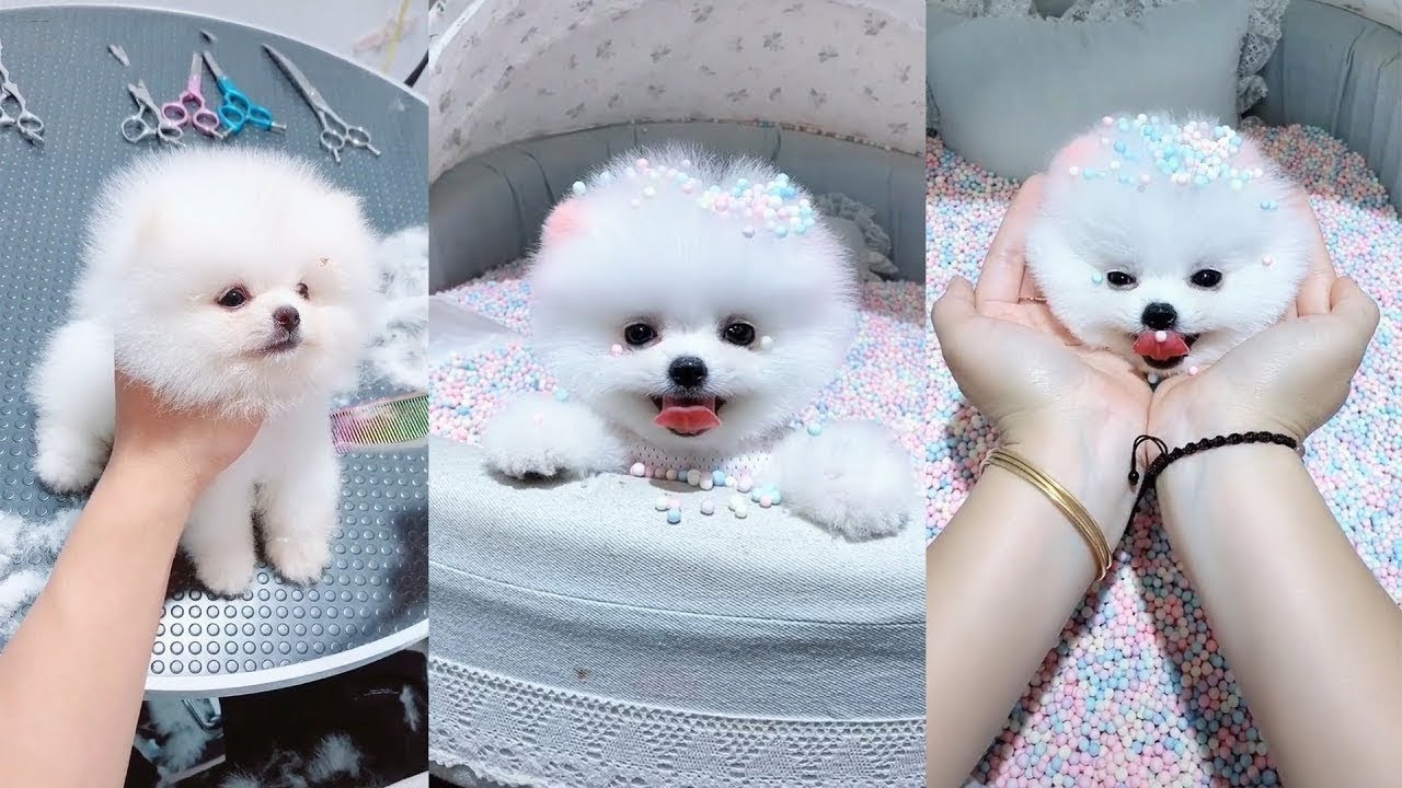 Baby Dogs - Cute and Funny Dogs Videos Tiktok Compilation #10 | Awd ...
