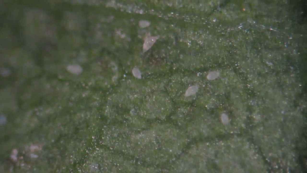 polyphagotarsonemus_latus - YouTube