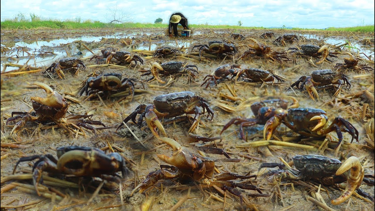 Season Catching Crabs At Field When Farmer Prepare Soil fro Growing ...