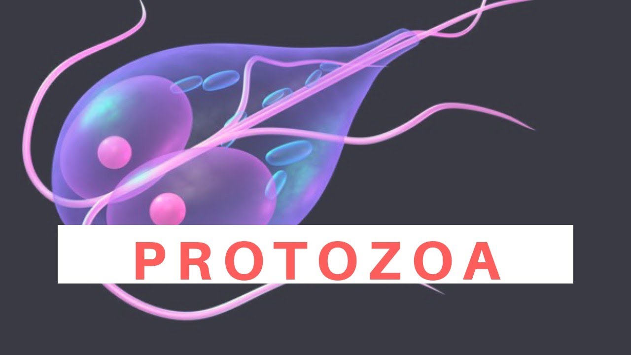 Flagellated Protozoa Kingdom Protista Franklin Biology Classesneetaiimsafmcboards Youtube