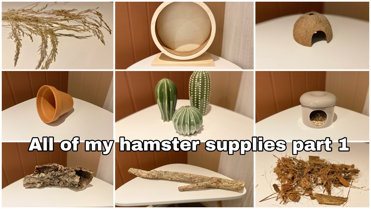 All of my hamster supplies | part 1 - YouTube