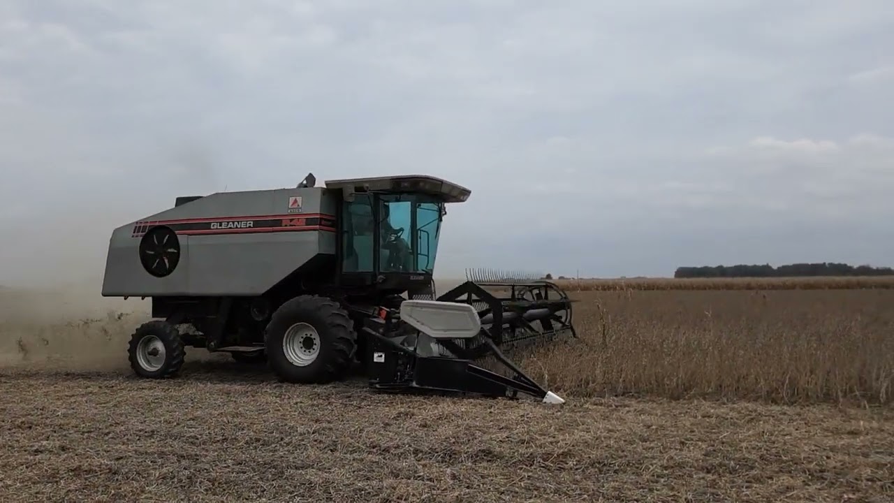 Gleaner R42 cutting soybeans 2021 - YouTube