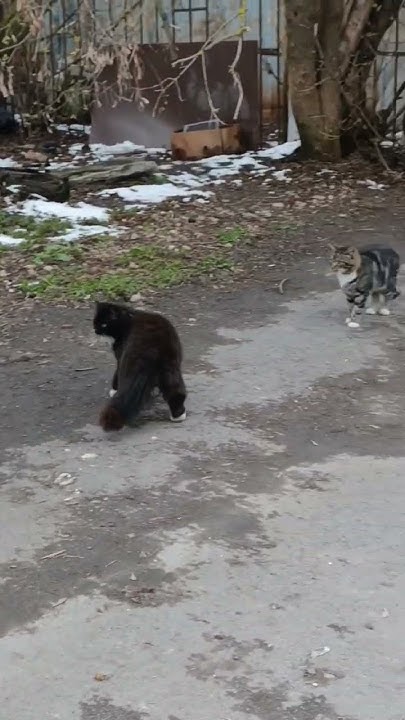 покорми животных - YouTube