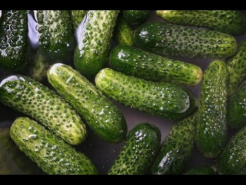 HOW TO PICK, PICKLE AND EAT YOUR GHERKINS CUCUMBERS OR CUCAMELONS IN 24 HOURS