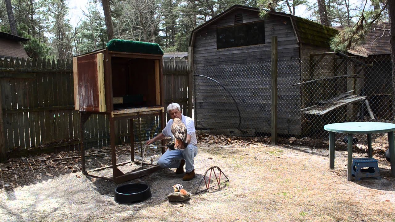 Red Tail Hawk Handling - YouTube