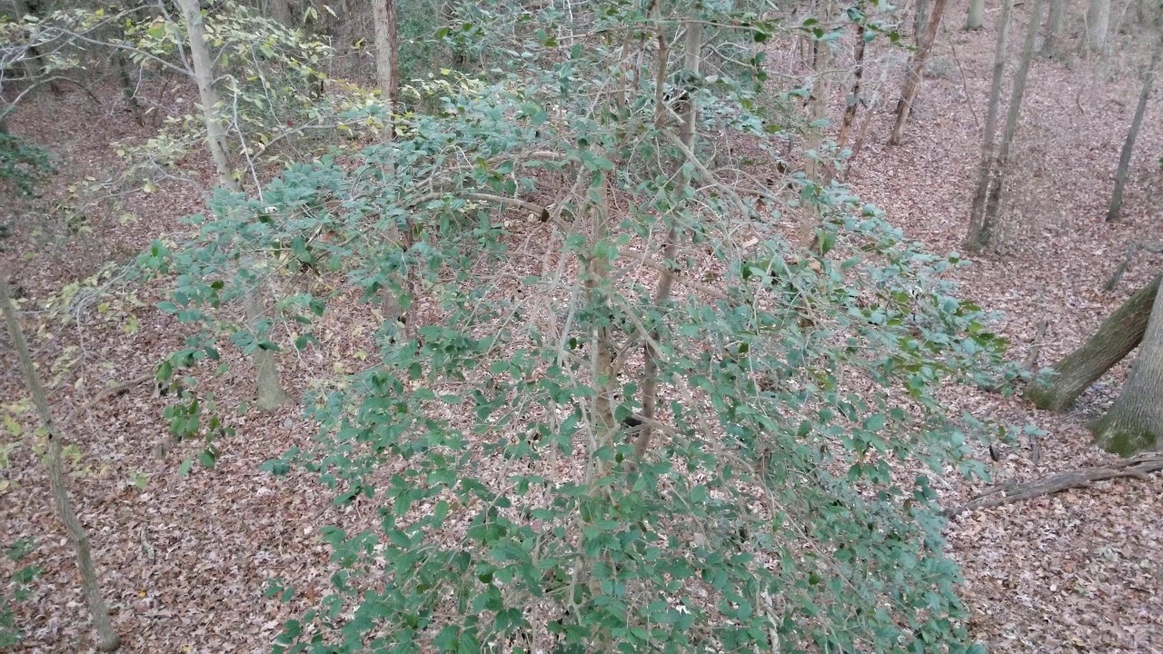 Gavin's first buck - YouTube