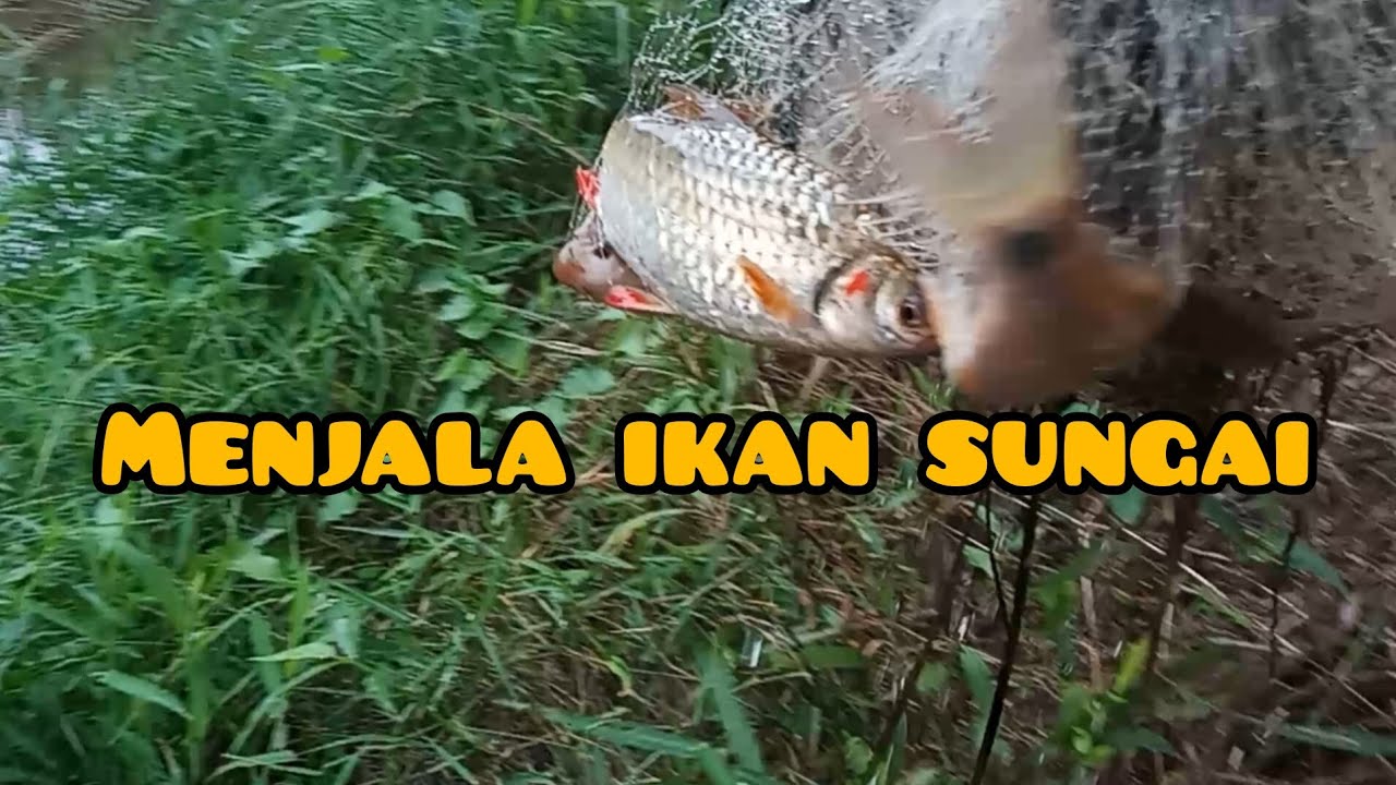 Menjala ikan sungai... setelah cuti panjang... #ikansungai #hobi # ...