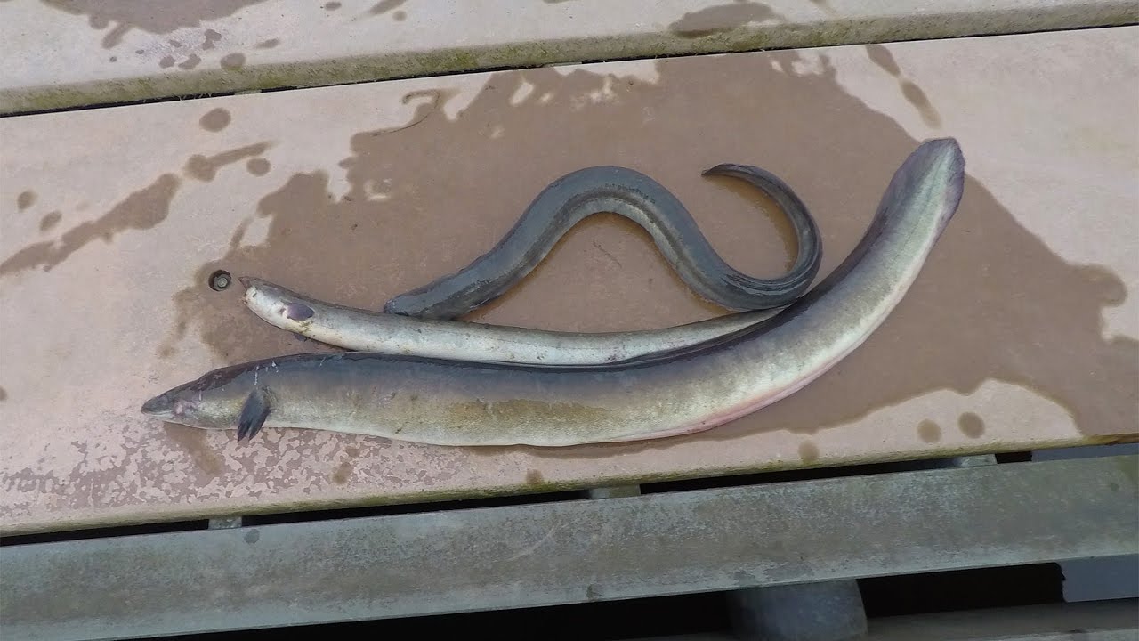 Dead and dying silver eels downstream of Ardnacrusha - YouTube