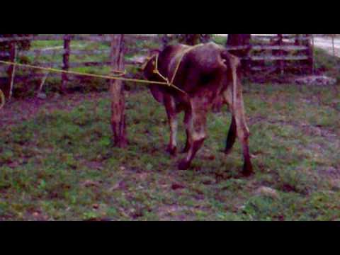 marcando ganado en laja blanca - YouTube