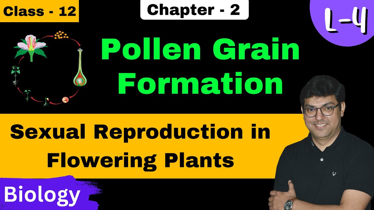 Pollen Grain Formation |Sexual Reproduction in Flowering Plants| Class ...
