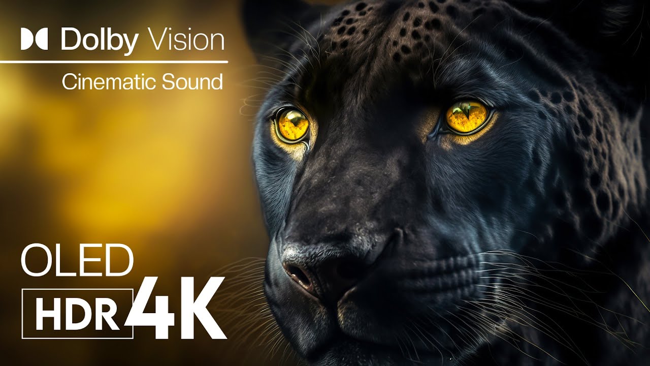 BEST COLOR 4K UHD 60fps - 4K Animal Beauty with Cinematic Sound (Animal ...