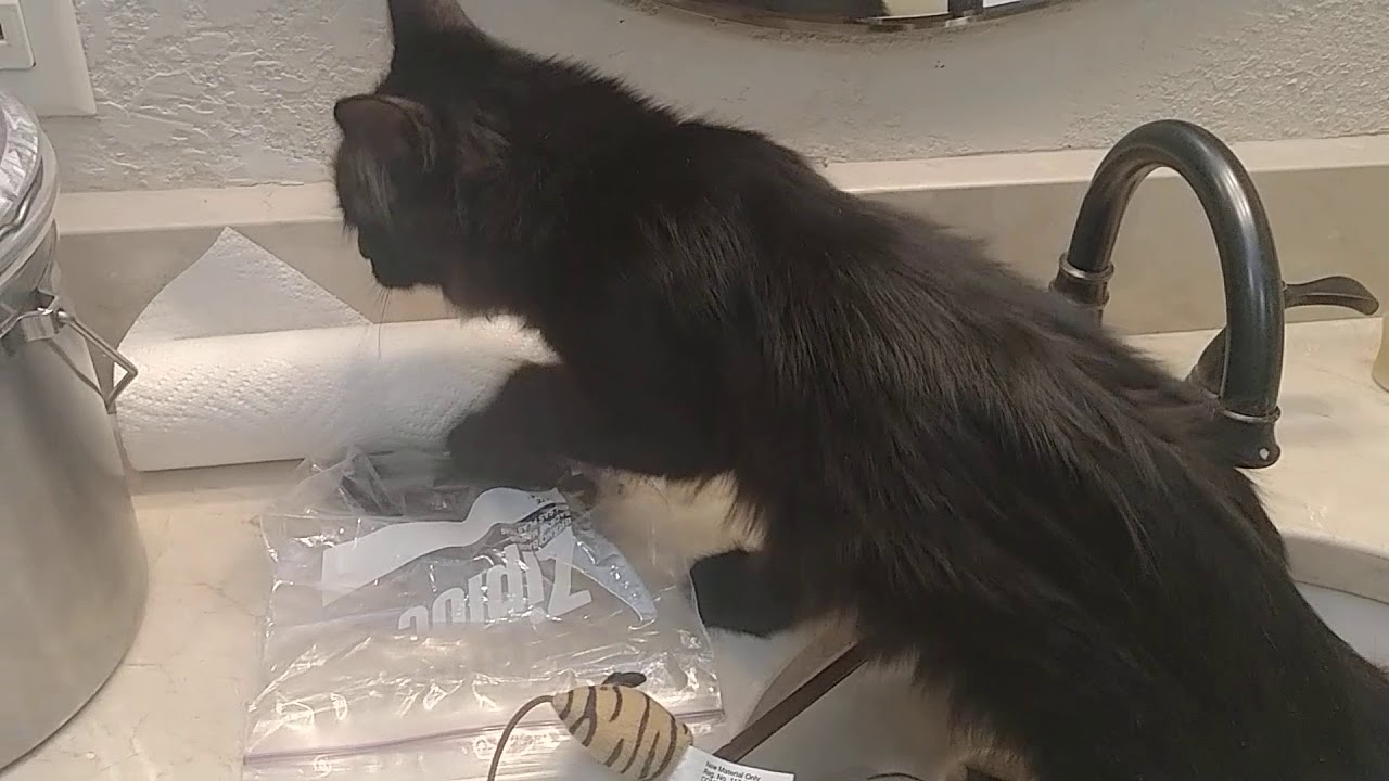 Calvin, Maine Coon Kitten Looking for a new home - YouTube