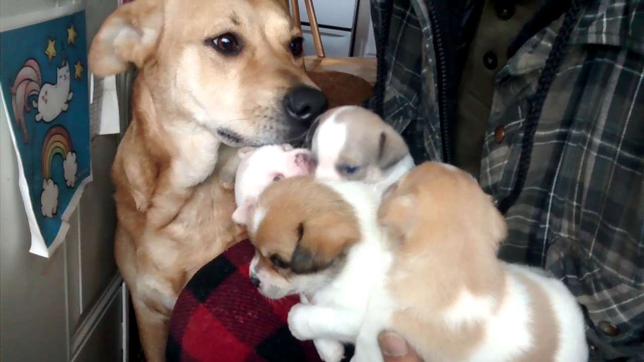 The puppies meet Tika, our pitty-lab, she loves them - YouTube