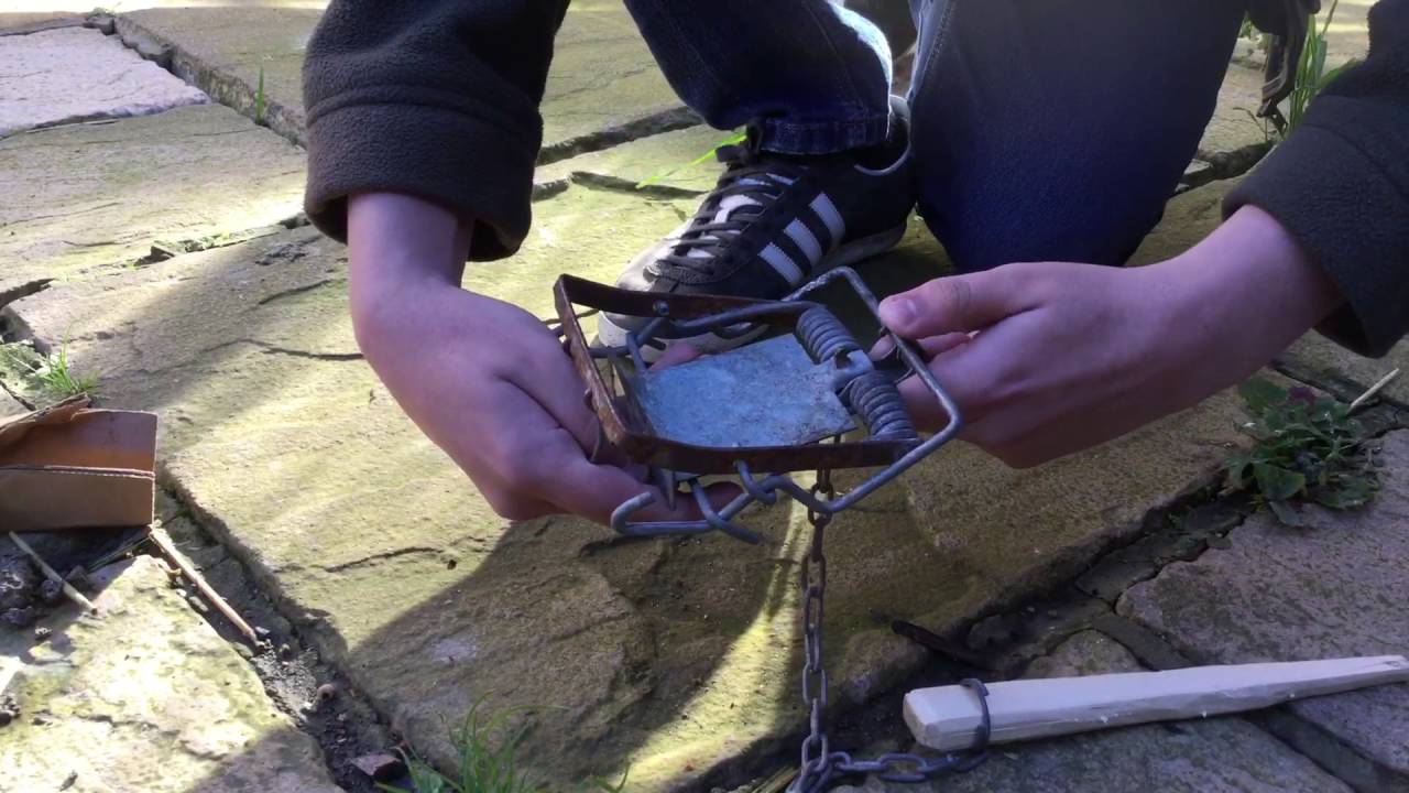 How to set a Mk 4 Fenn Vermin trap - YouTube