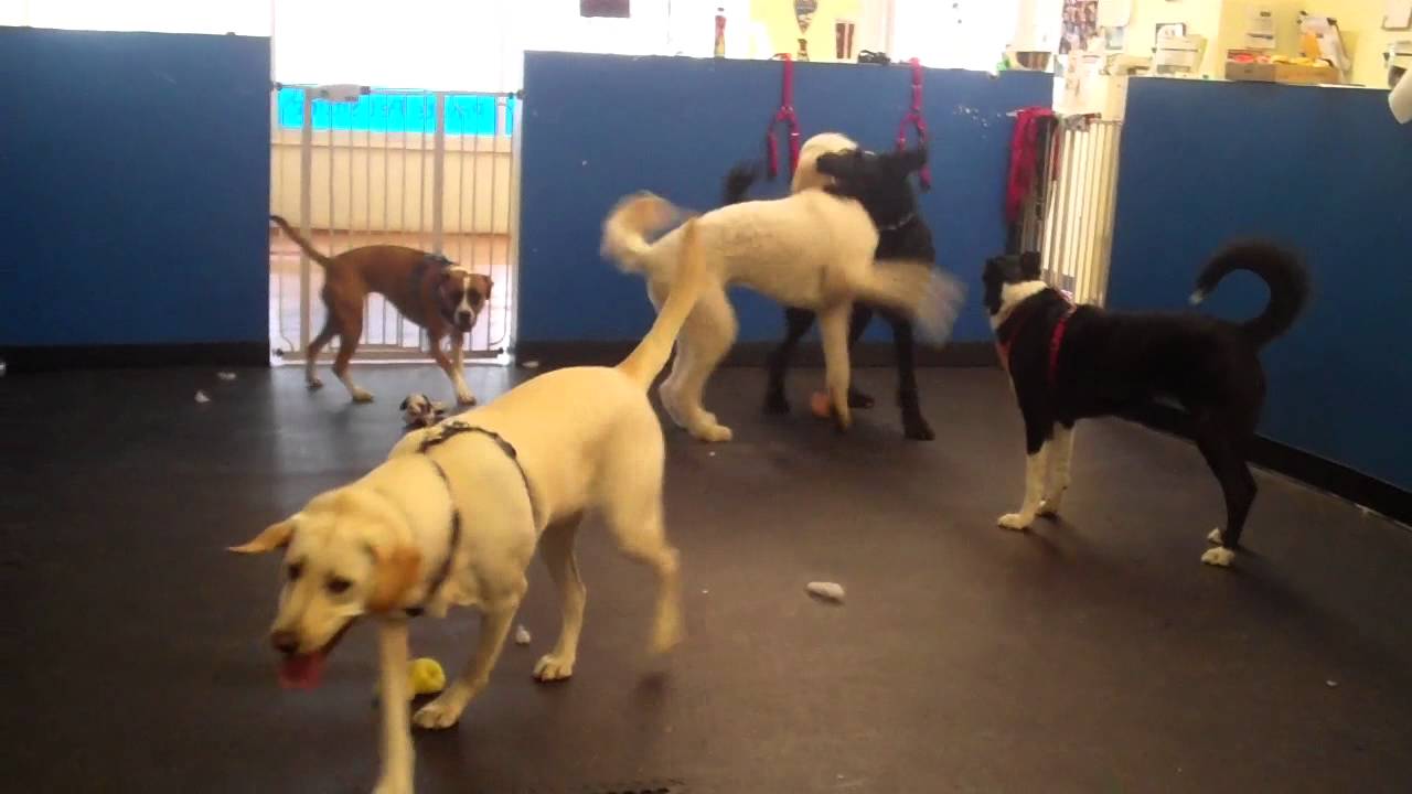 giant dogs playing.MP4 - YouTube