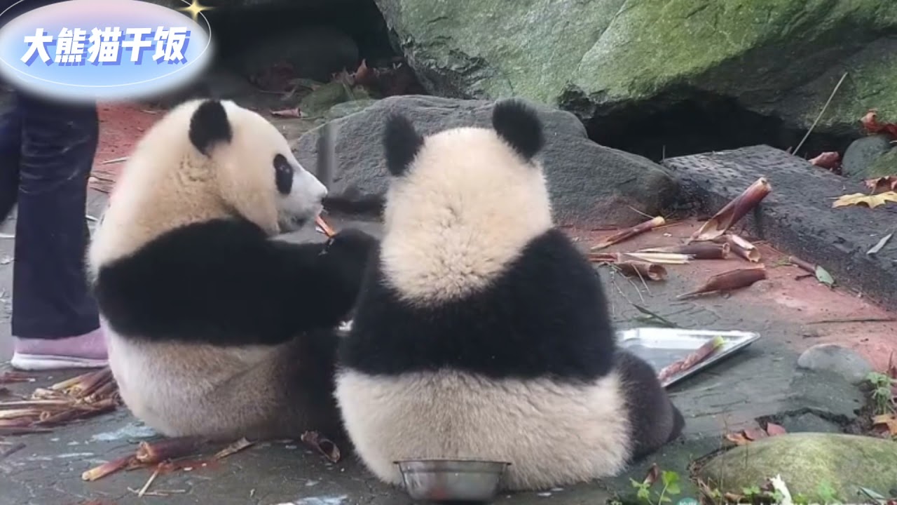 Giant pandas drink milk. It's super cute - YouTube
