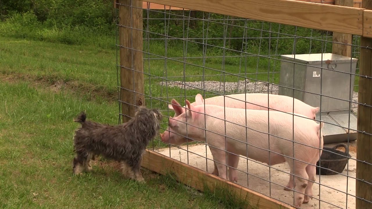 Sergio - The Stinky Farm Dog - YouTube