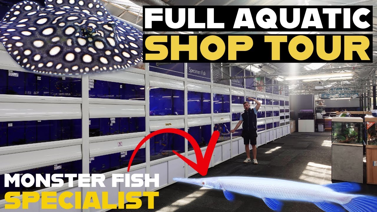 WORLD OF WATER SWINDON | STINGRAYS, GAR, KOI AND MORE - YouTube