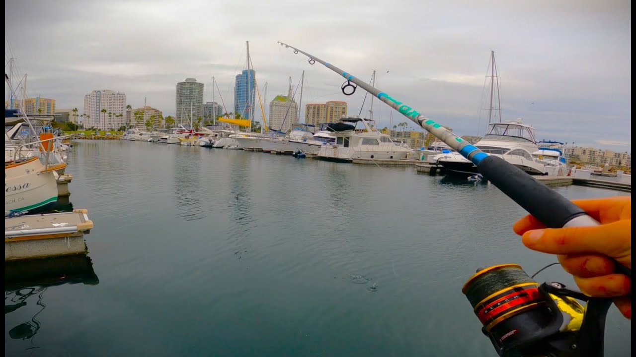 FREE Bait? Easy Harbor Fishing Technique for Quick Fish! | Long Beach ...