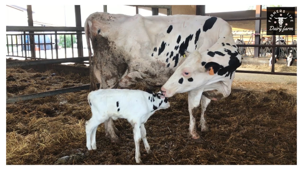 Cow Gives Birth To Beautiful Female Calf - YouTube