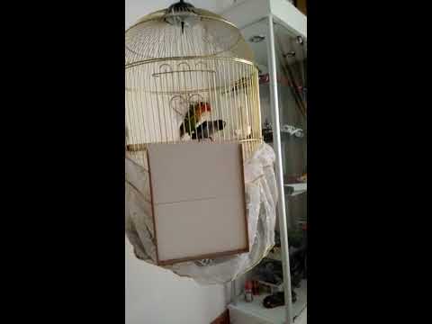Cennet papağanı çiftleşme, love birds mating