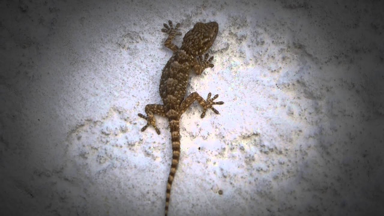 I found a Gecko @ the backyard! - YouTube