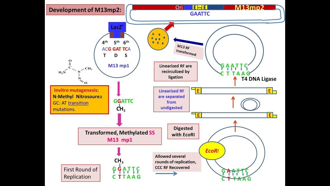 Construction of M13mp2: M13 Cloning vectors - YouTube