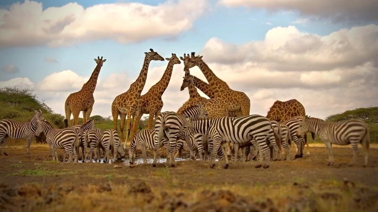 Zebra, Giraffe And Eland - YouTube