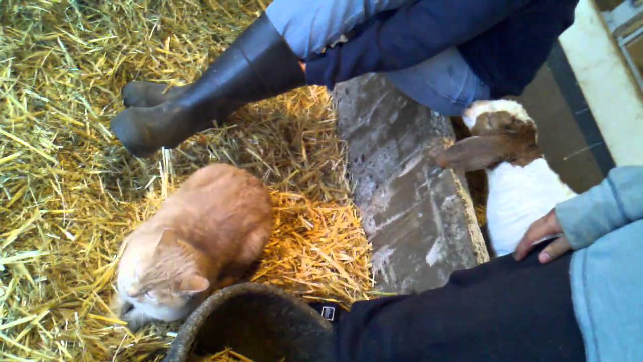 Goat vs cat - YouTube
