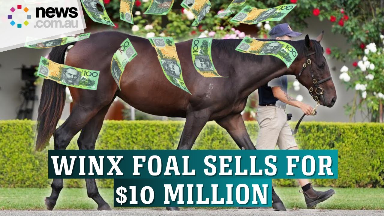 Winx's only foal smashes world record for yearling filly - YouTube
