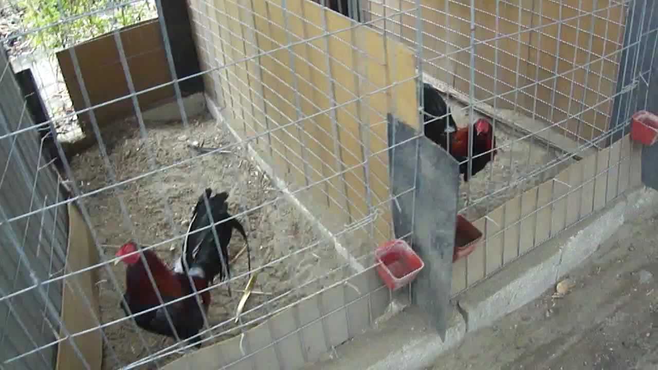 Gallos de Pelea "Granja Rosarito" - YouTube