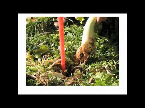 Ray Styer Case Study - YouTube