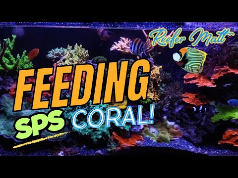 Feeding My SPS Coral!
