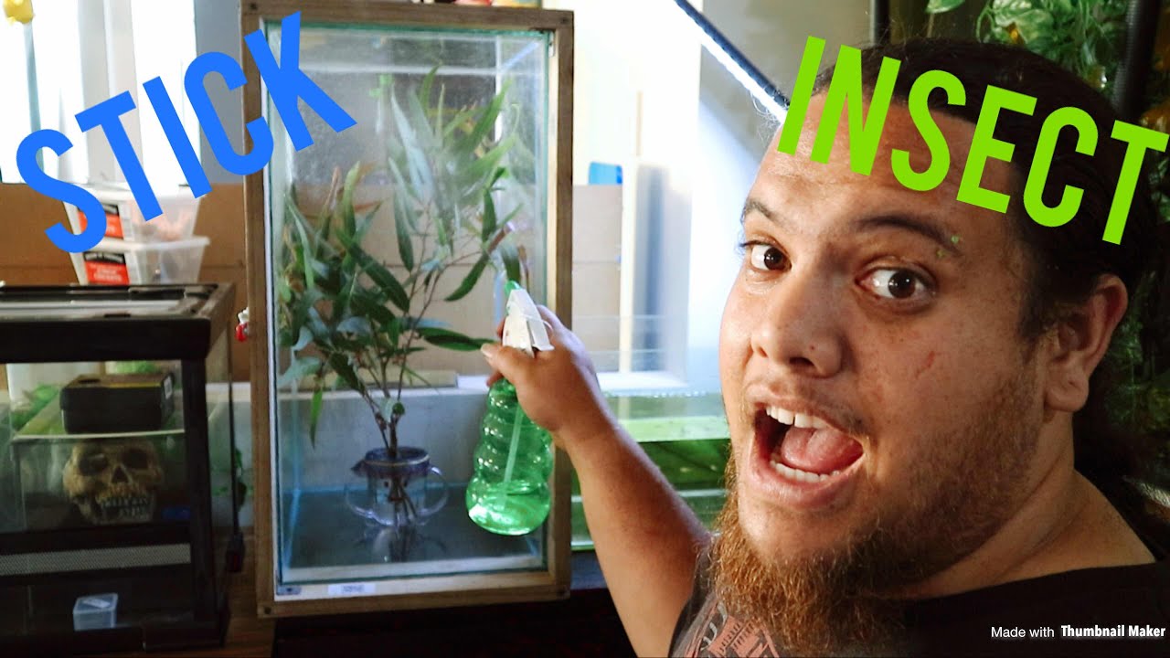 Spiny leaf insect set up - YouTube