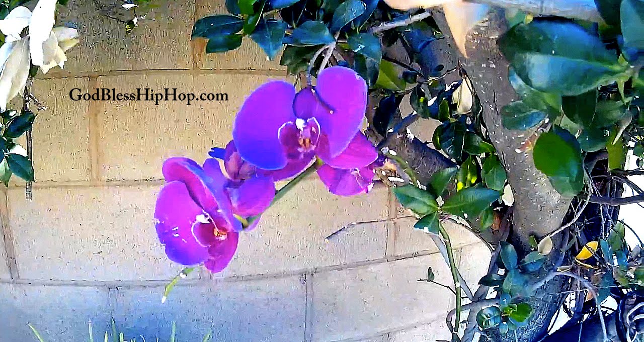 Mounting an orchid plant on a tree - YouTube