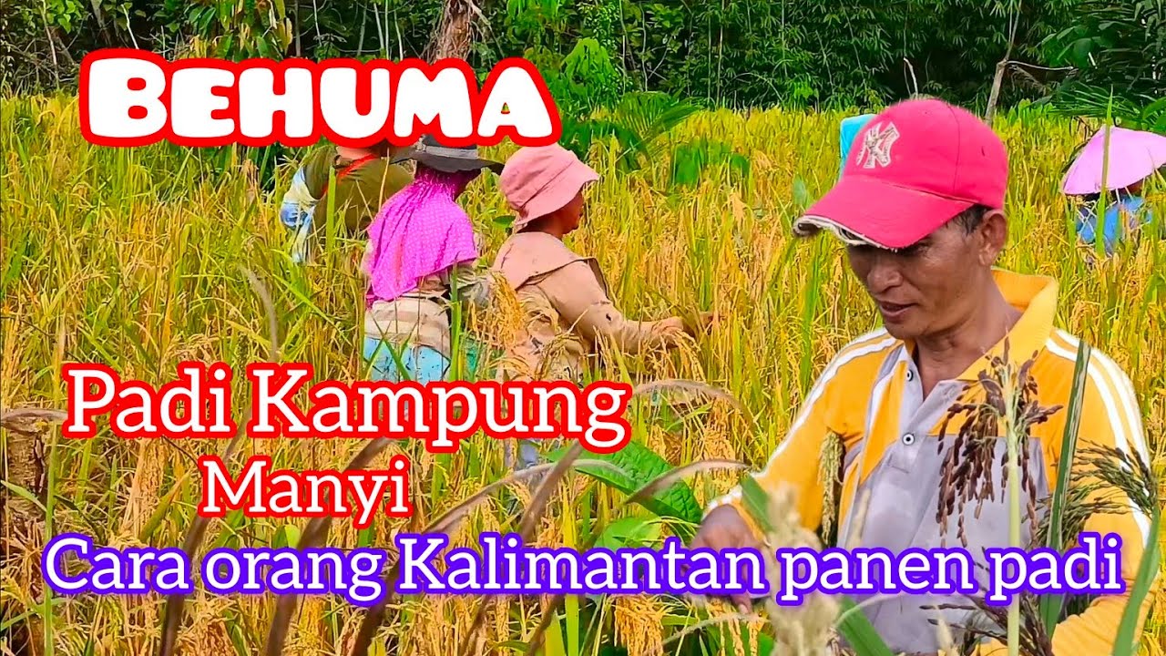 Behuma: cara orang Kalimantan panen padi di ladang - YouTube
