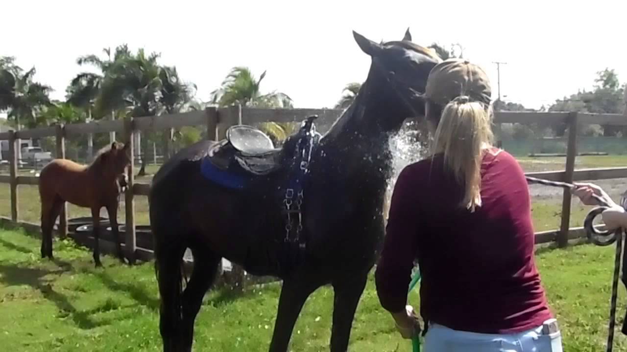 HAPPI Farm Main Video - YouTube