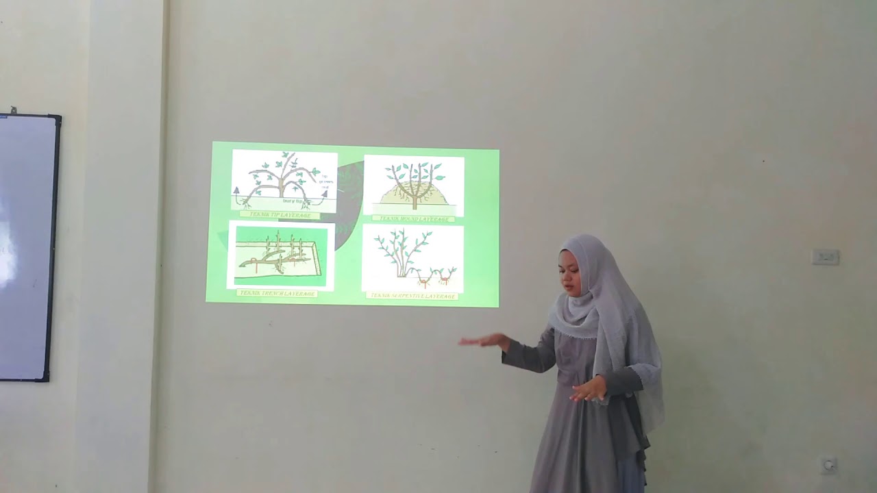 Vegetatif buatan (merunduk) - YouTube