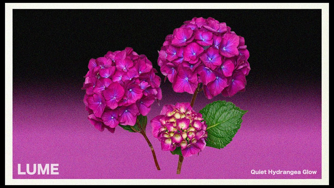 Quiet Hydrangea Glow | Chill House for Deep Focus - YouTube