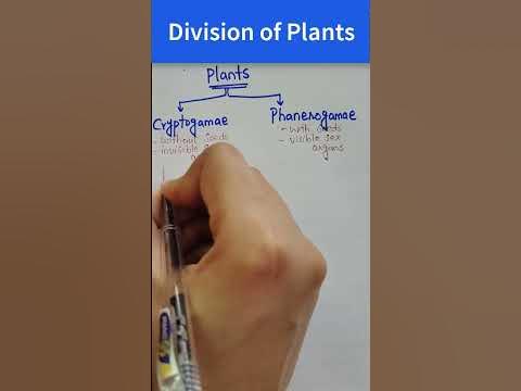 Division of Plants || Classification of Plant Kingdom - YouTube
