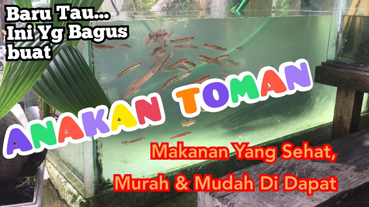 Makanan Sehat Buat Anakan Toman | Healthy Food for Baby Toman - YouTube