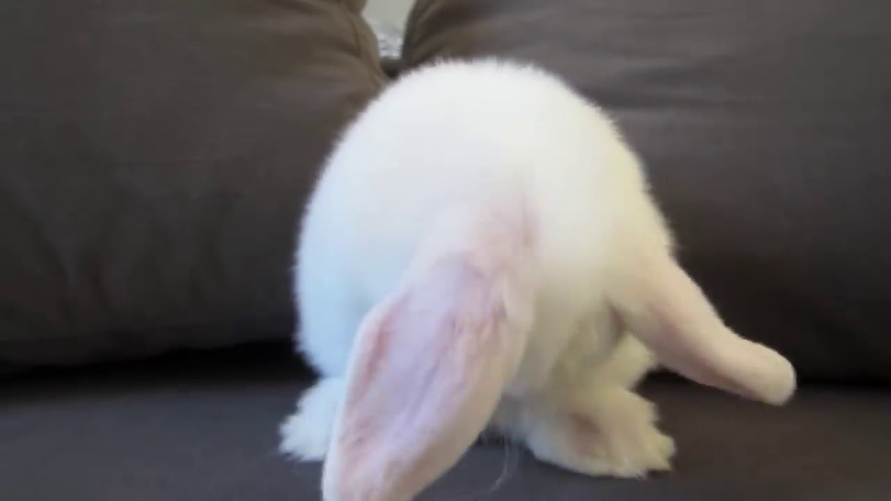 Cute Baby Bunny Washing Her Face - YouTube