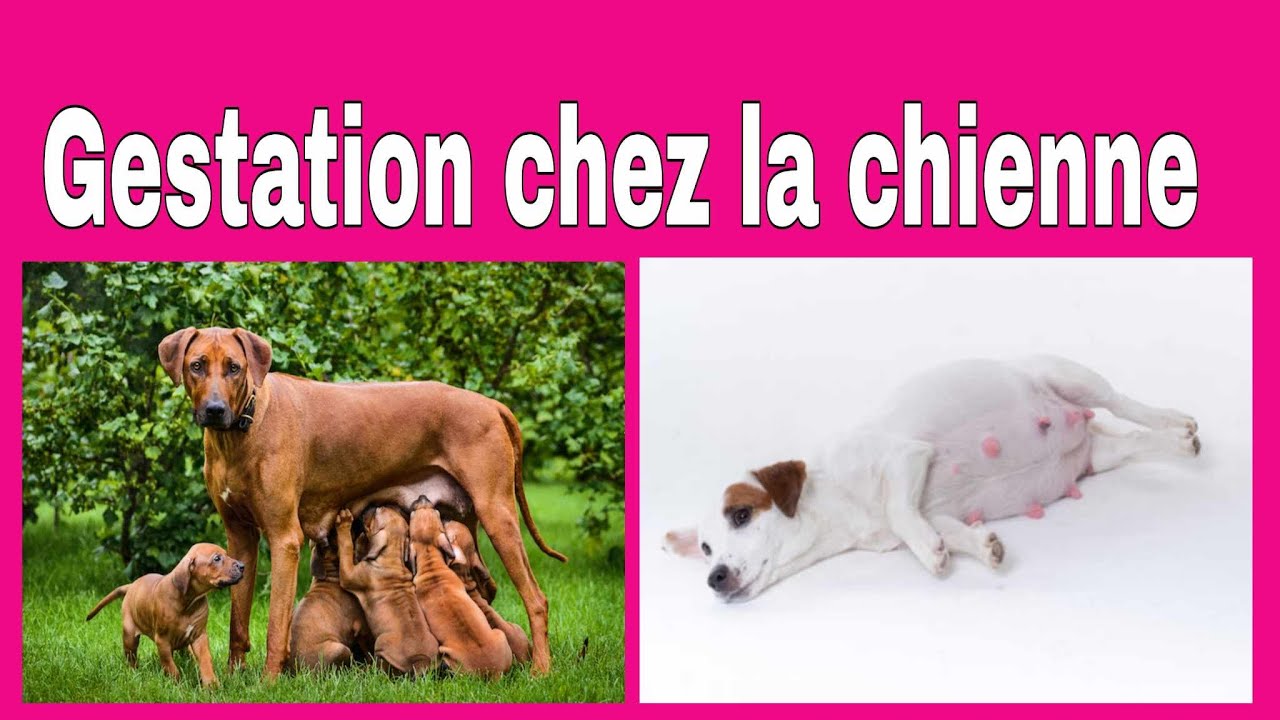 Gestation de la chienne : tout ce qu'il faut savoir ! @vetoszone - YouTube
