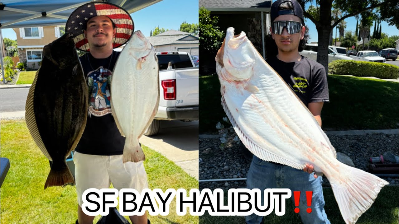 San Francisco Bay Halibut Fishing July 4, 2024 - YouTube