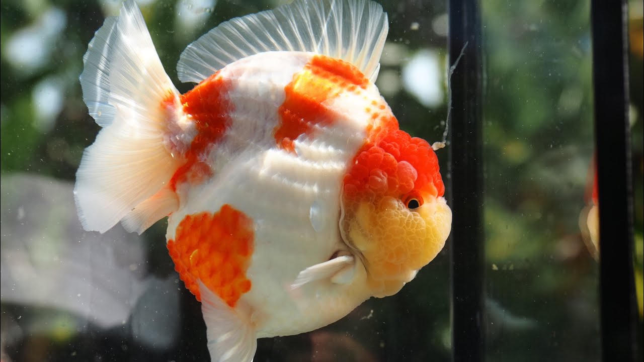 Godzilla Shogun Farm #beautifuloranda #oranda #godzilla - YouTube