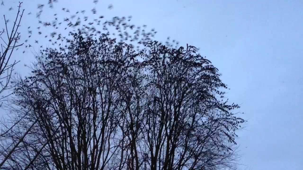 Bird swarm flocking into and out of a tree - YouTube