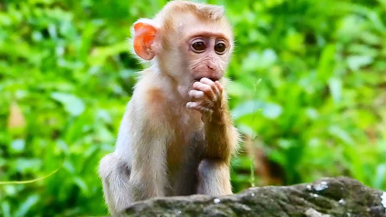 Orphan BB Angela is super cute now she become more & more beautiful ...