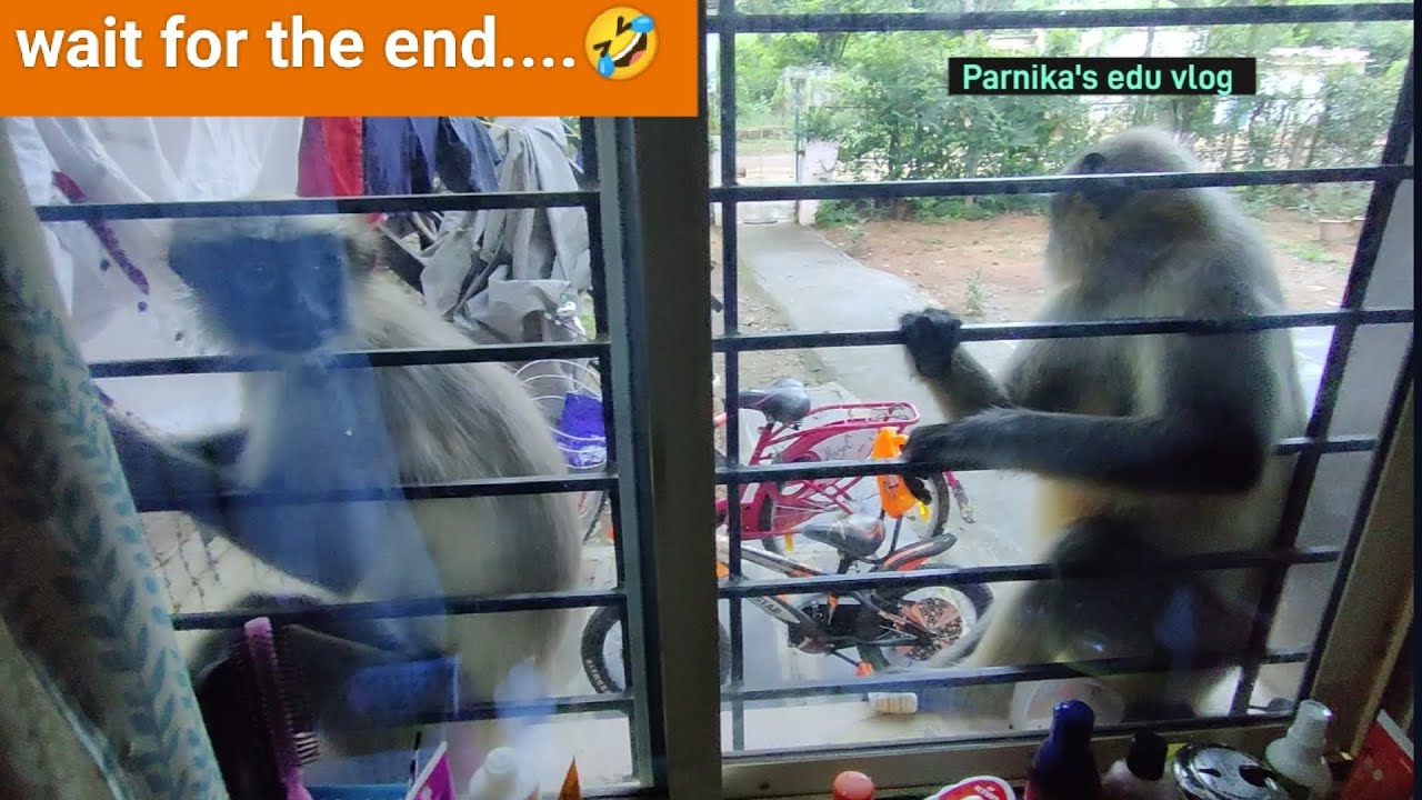 Monkeys Playing in the compound 🤣 just for fun || Spider monkeys ...